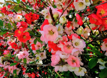 植物のボケの剪定時期や方法｜木瓜の種類や開花時期、風水や手入れまでまとめて紹介｜すまいのホットライン